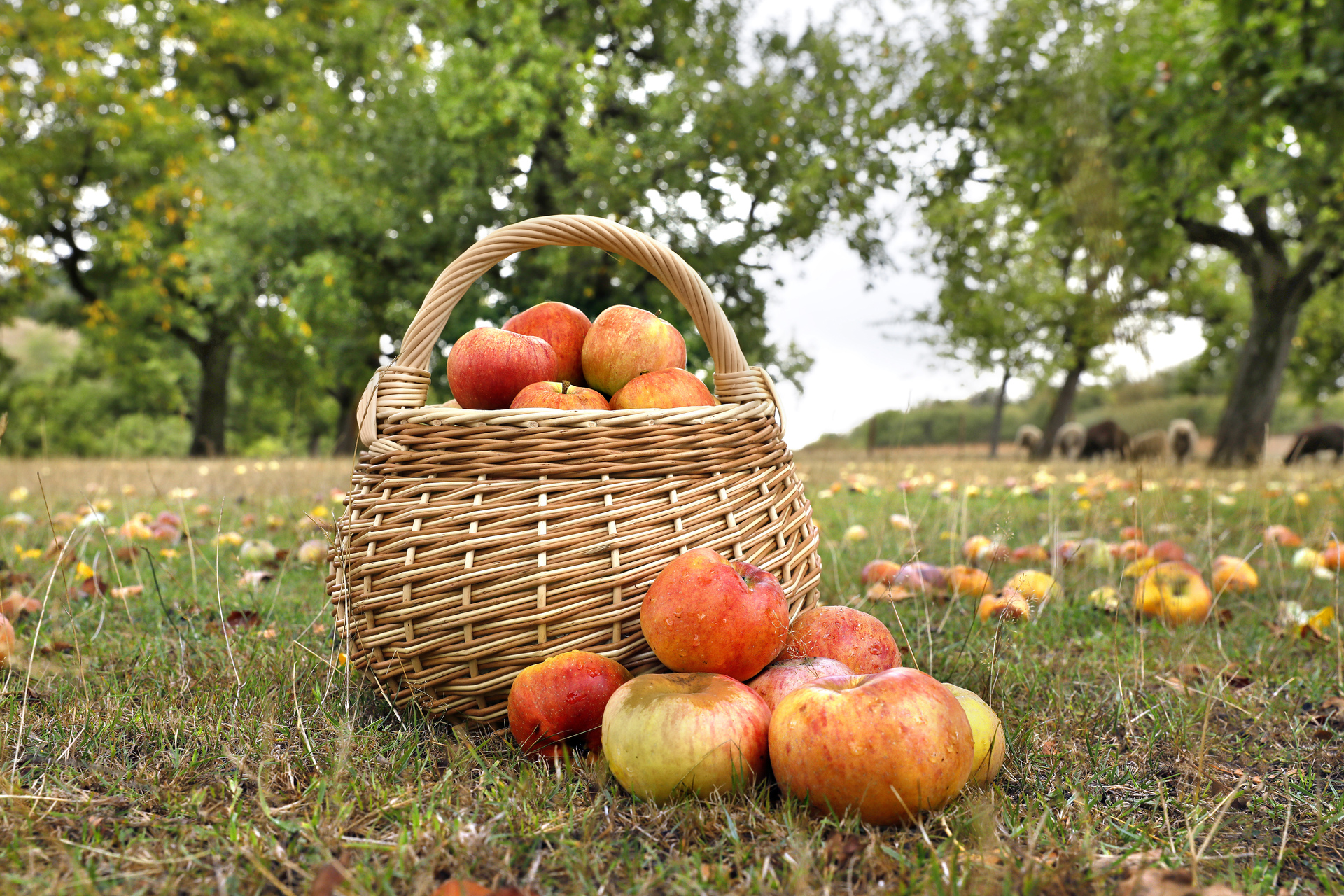 Uebst vun hei fir jiddereen: Kierfchen.lu weist wou Uebst fräi gepléckt ...
