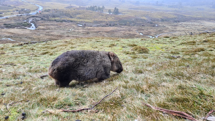 Let's all do the 'wombat!': It's Wombat Wednesday, dontchya know? - RTL ...