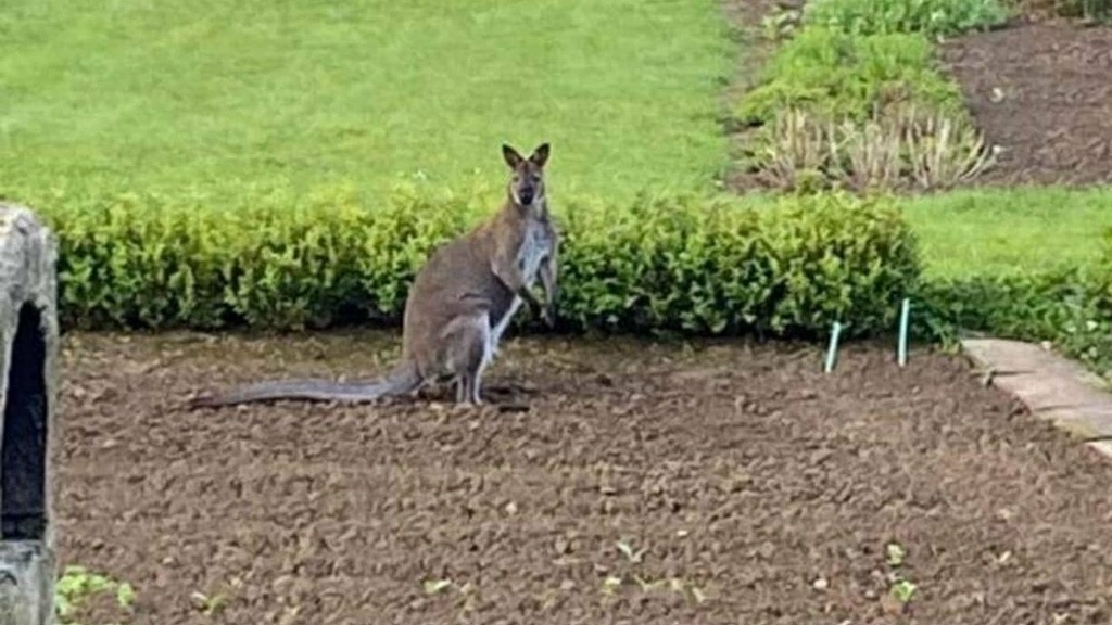 Veterinary inspection confirms: Wallaby 'kangaroo' Sammy is dead - RTL ...